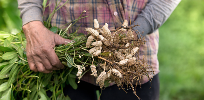 Peanut therapies vie for launch position - Allergen Bureau